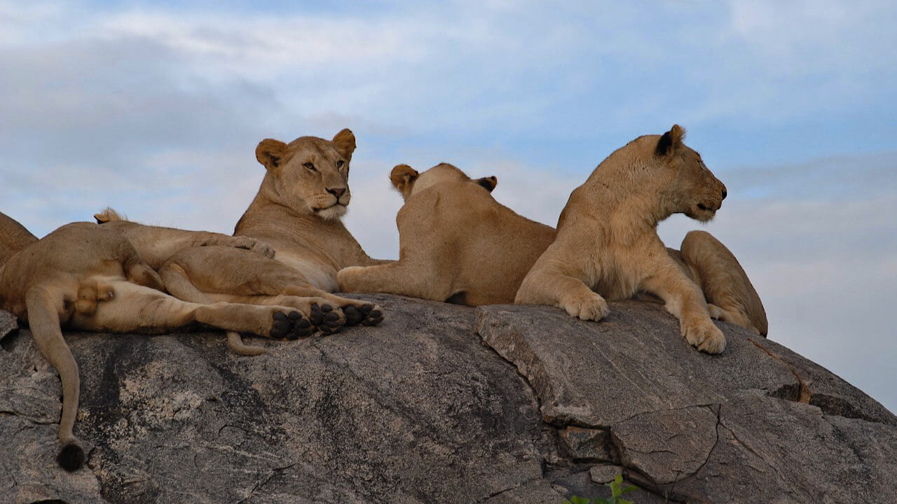 Experience the Thrill of the Wild at Lion Habitat Ranch